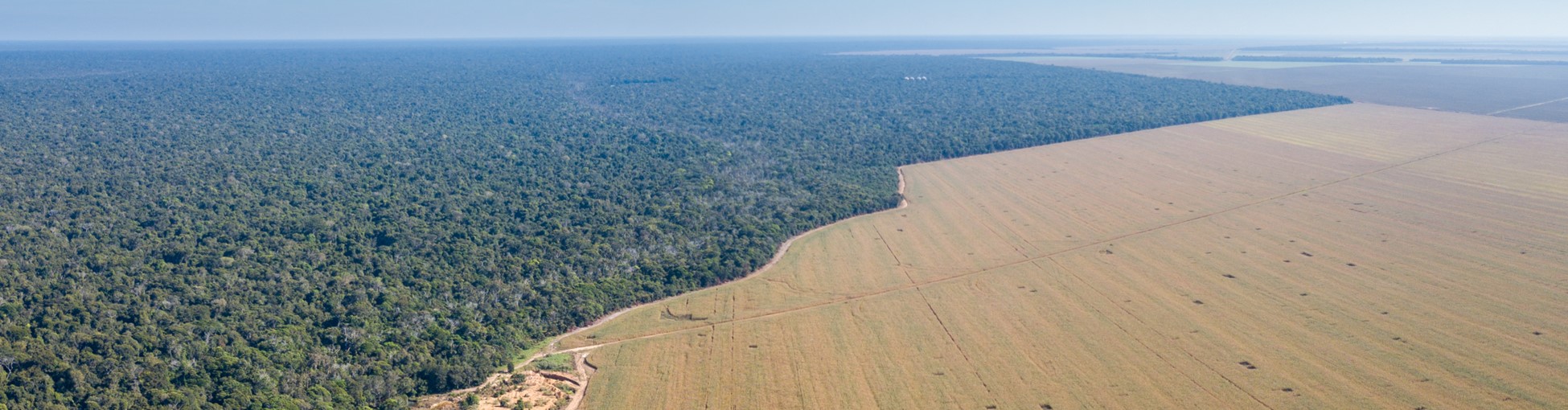 Five Facts to Know: The Amazon Summit and Deforestation | Edelman